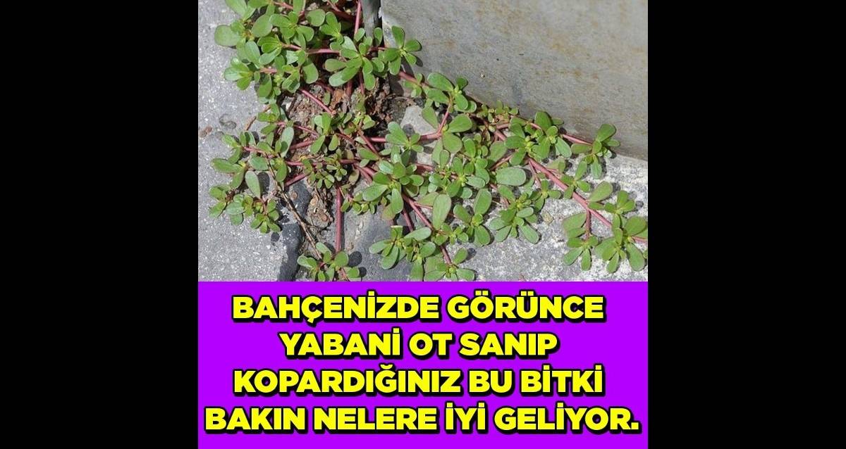 Bahçenizde Görünce Yabani Ot Sanıp Kopardığınız Bu Bitki Bakın Nelere ...