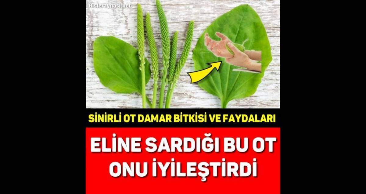 SİNİRLİ OT DAMAR BİTKİSİ VE FAYDALARI